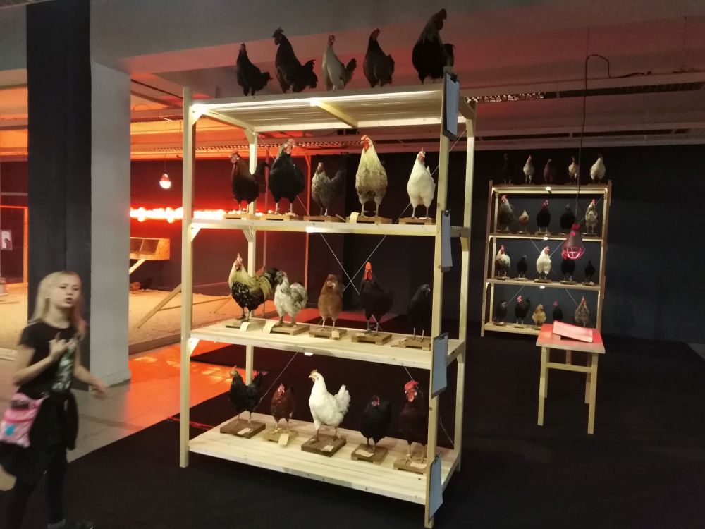 Koen Vanmechelen's Cosmopolitan Chicken Project